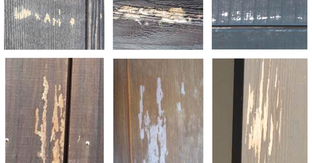 Paper Wasp and Superficial Insect Attack