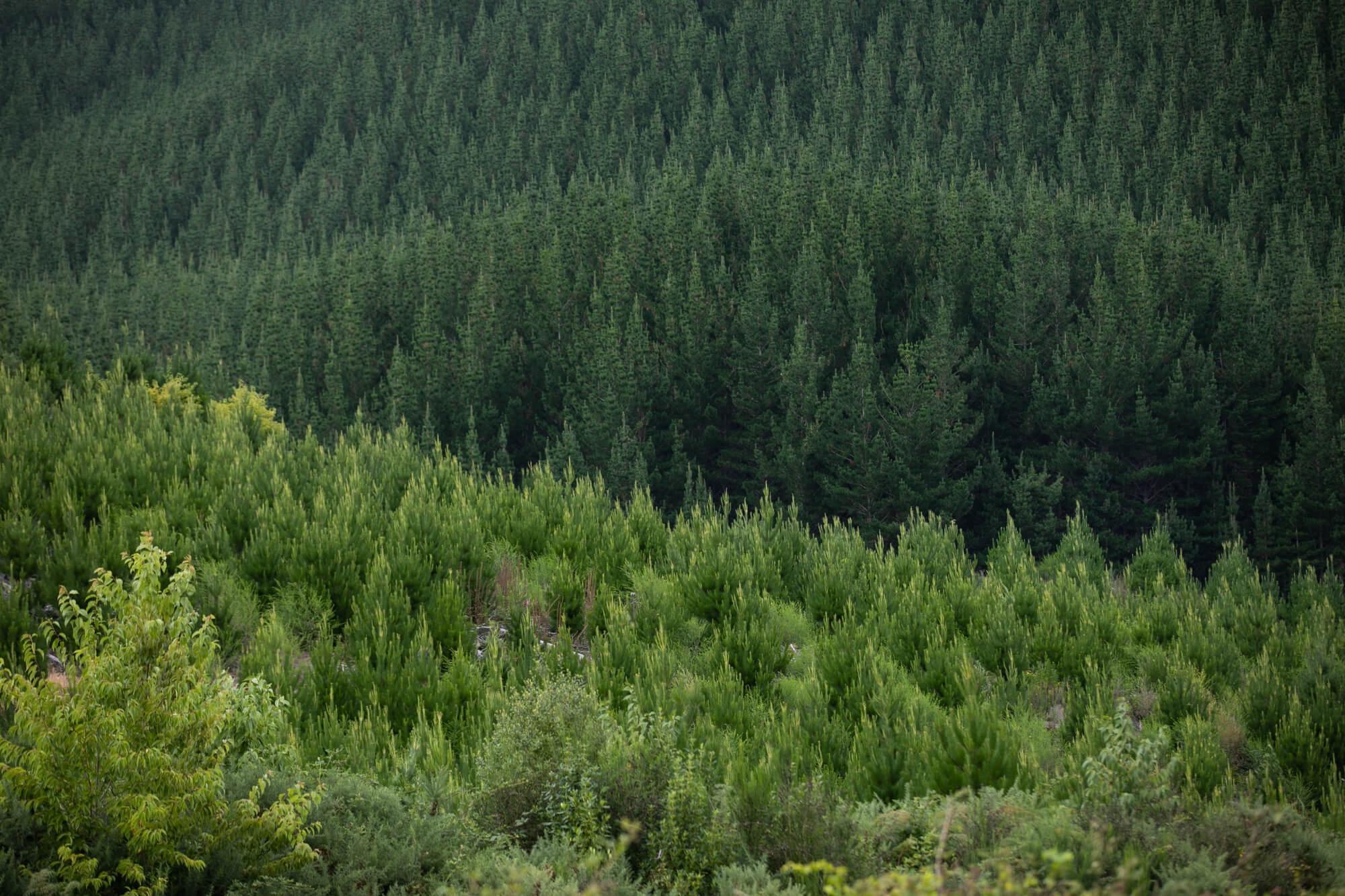 Vulcan Timber Cladding | Vertical & Horizontal Cladding Weatherboards