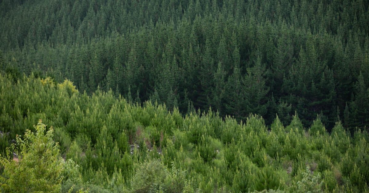 Abodo Timber Sources | Regenerative Radiata Pine | New Growth Feature ...