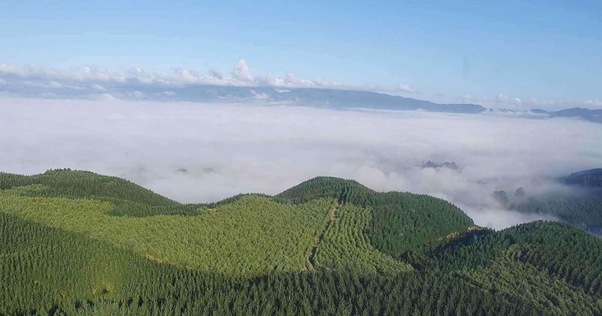 SPOTLIGHT / Restorative Practices at Kaingaroa Forest Estate