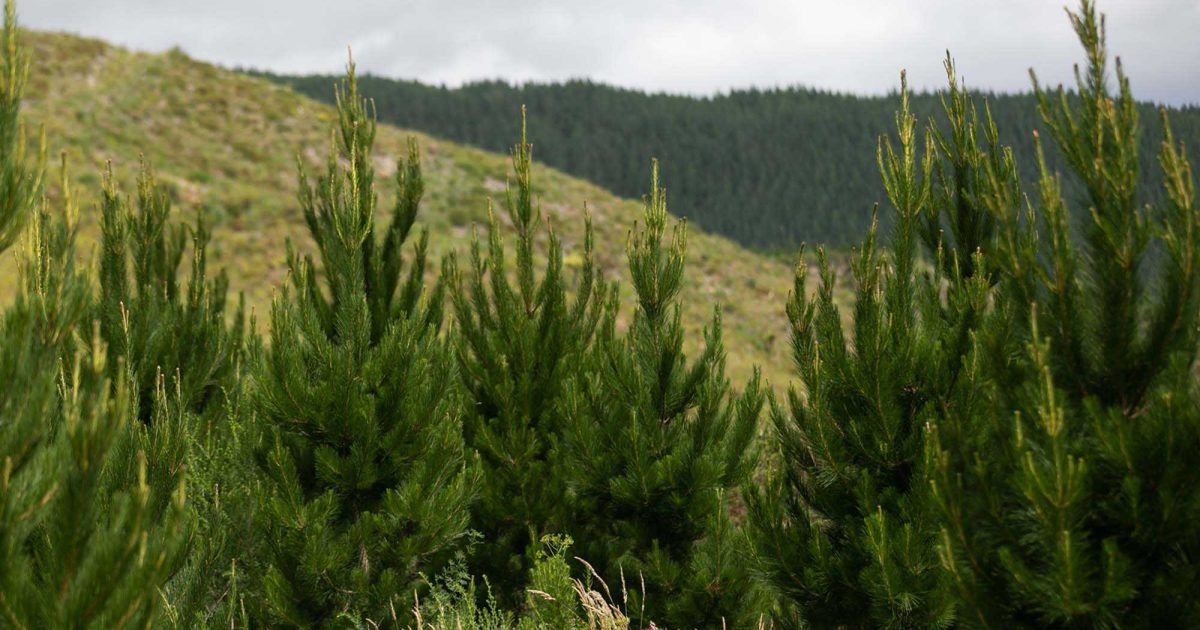 Holiday Operating Hours 2024 - Abodo Wood