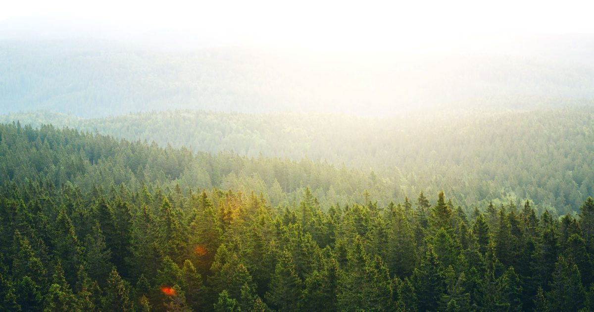 Supporting Soil Health through Well-Managed Pine Forests - Abodo