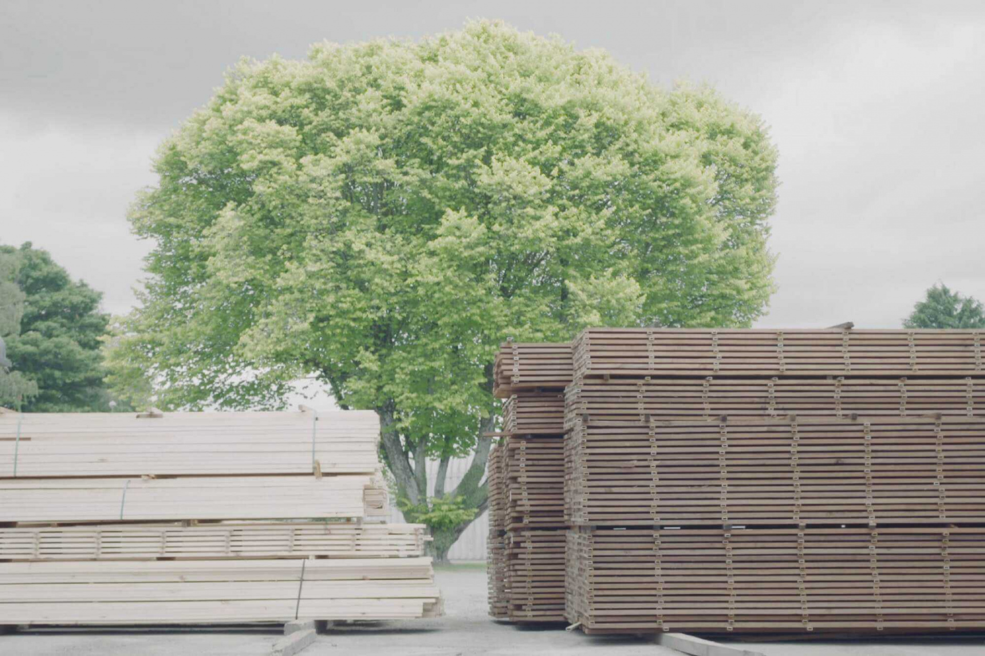 Vulcan Nexus Cladding | Cedar Alternative | Abodo Premium NZ Timber